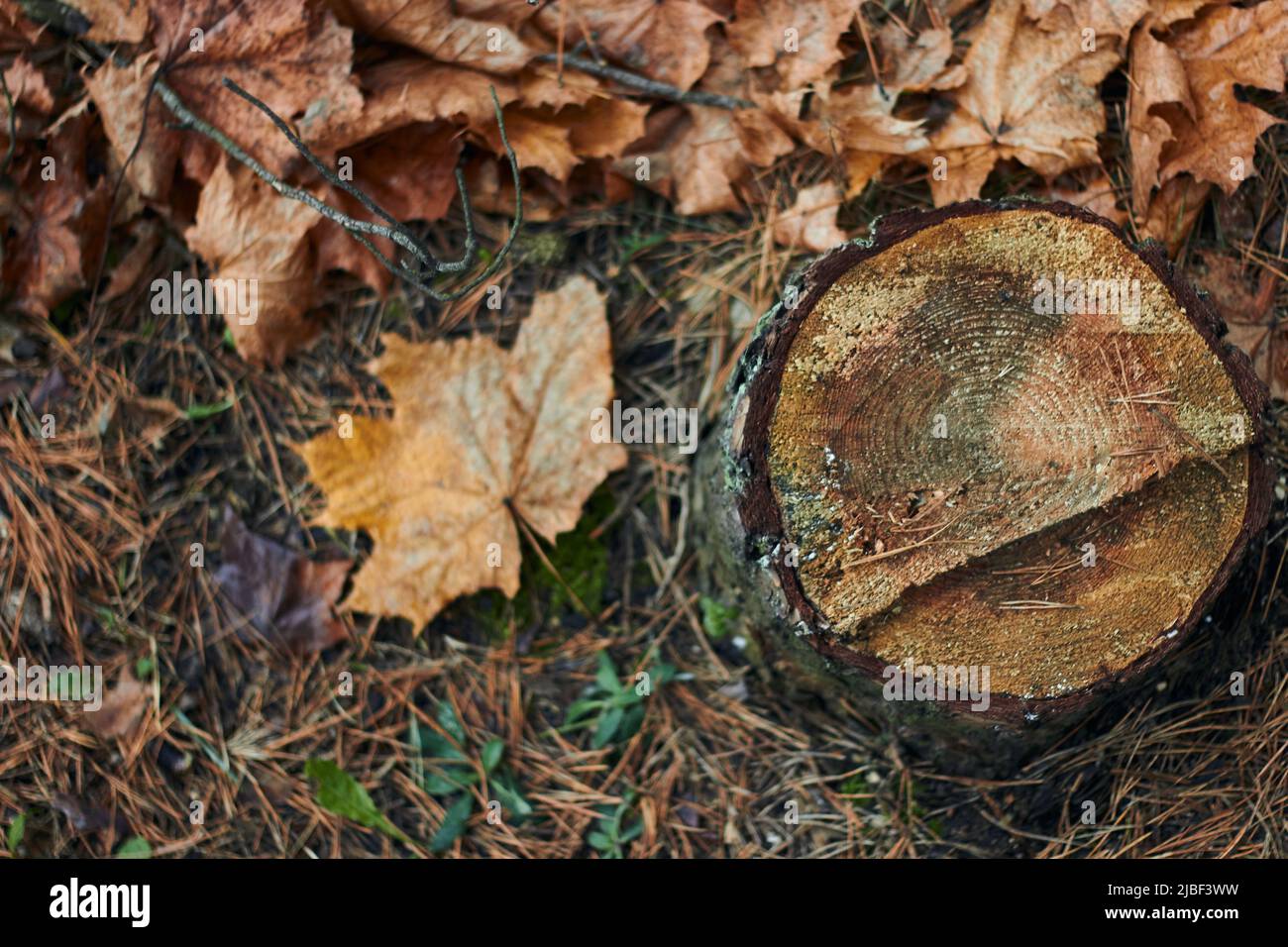 Three beautiful little edible mushrooms grow in the autumn forest on an ...
