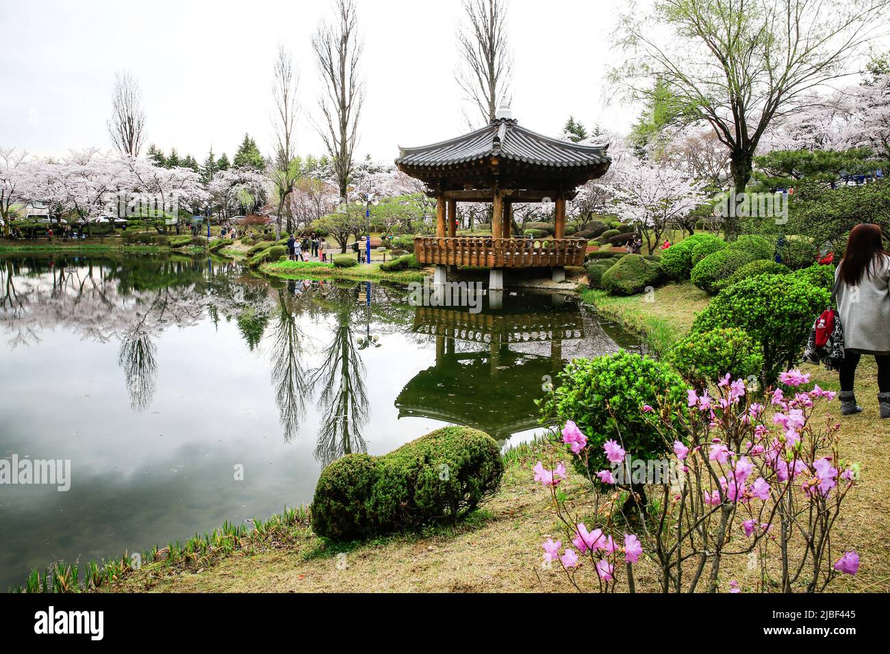 The spring scenery of Gyeongju Bomunjeong with white cherry blossoms in ...