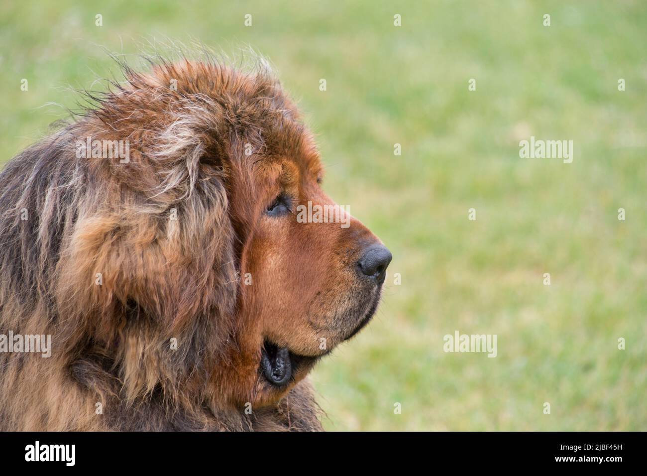 Cute tibetian mastiff is sitting on the green grass in the summer park ...