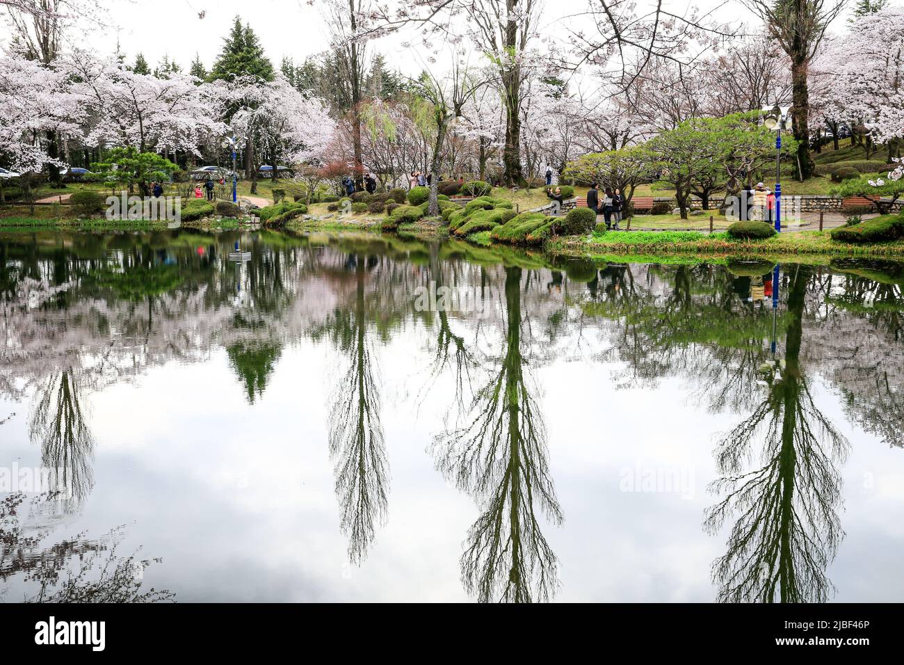 The spring scenery of Gyeongju Bomunjeong with white cherry blossoms in ...
