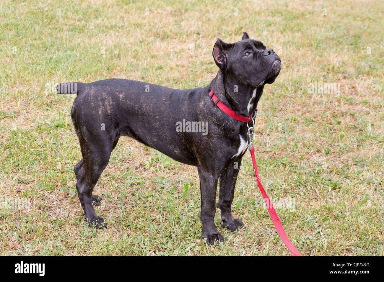 Cute italian mastiff puppy is standing on the green grass in the summer ...