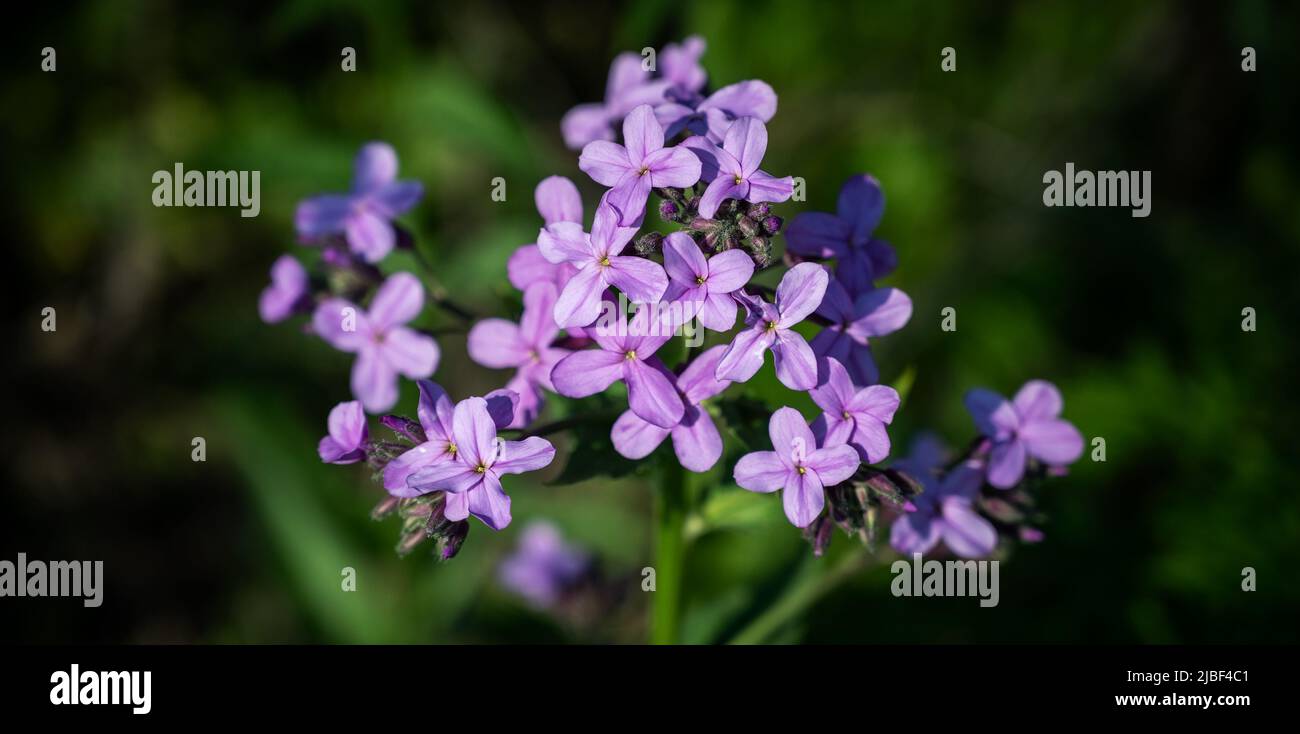 Flowers of Hesperis Matronalis, close-up. Shallow depth of field Stock ...