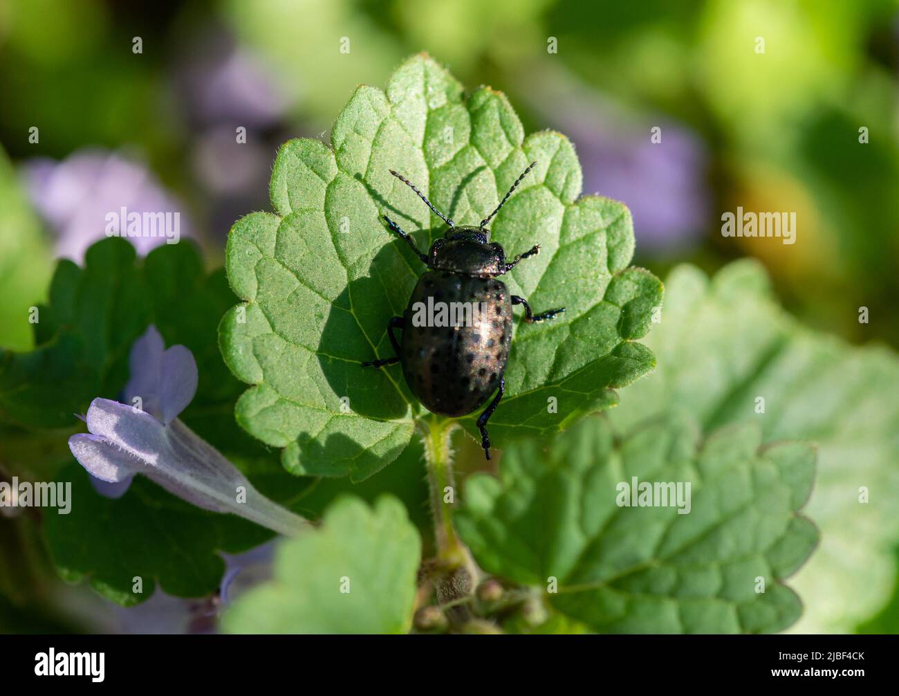 The leaf beetle (Chrysolina exanthematica) sits on a leaf on a sunny ...