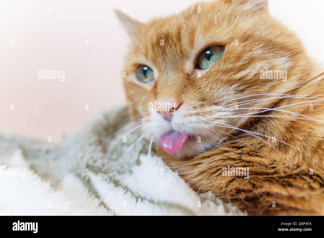 Funny red cat looking somewhere and showing its tongue Stock Photo - Alamy