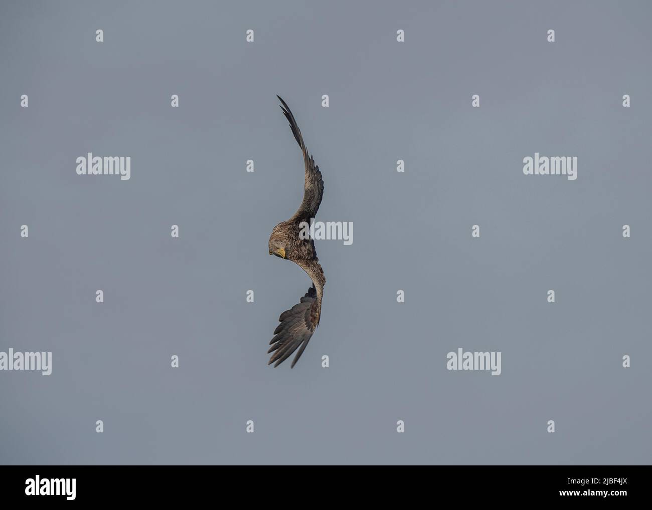 Eagle white-tailed (Haliaeetus albicilla), in flight, Loch tuath, Ulva ...