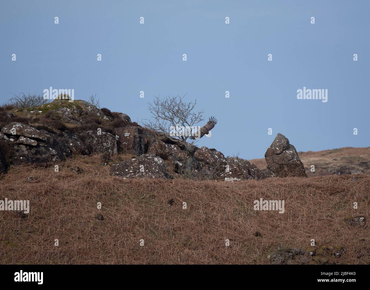 Eagle white-tailed (Haliaeetus albicilla), landing on rocky ridge, Loch ...