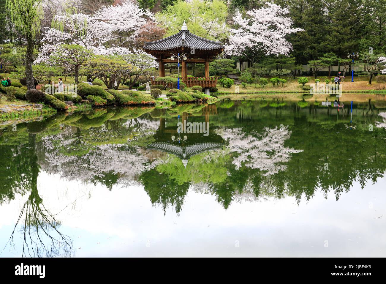 The spring scenery of Gyeongju Bomunjeong with white cherry blossoms in ...