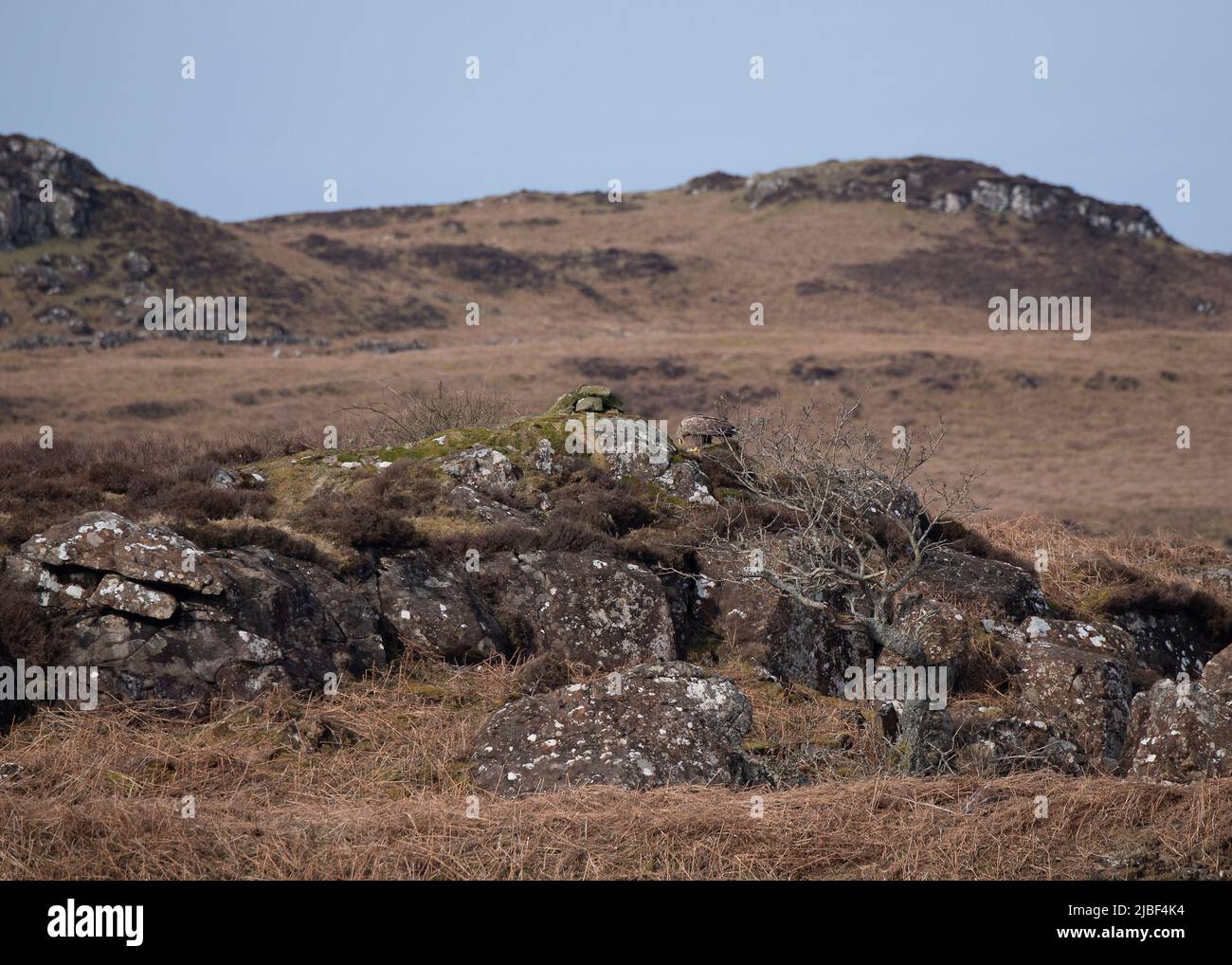 Eagle white-tailed (Haliaeetus albicilla), landing on rocky ridge, Loch ...