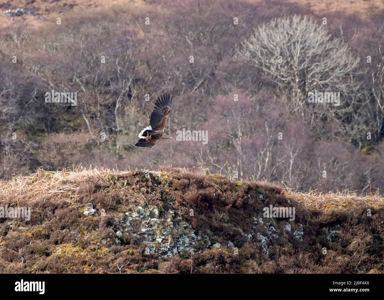 Eagle white-tailed (Haliaeetus albicilla), landing on rocky ridge, Loch ...