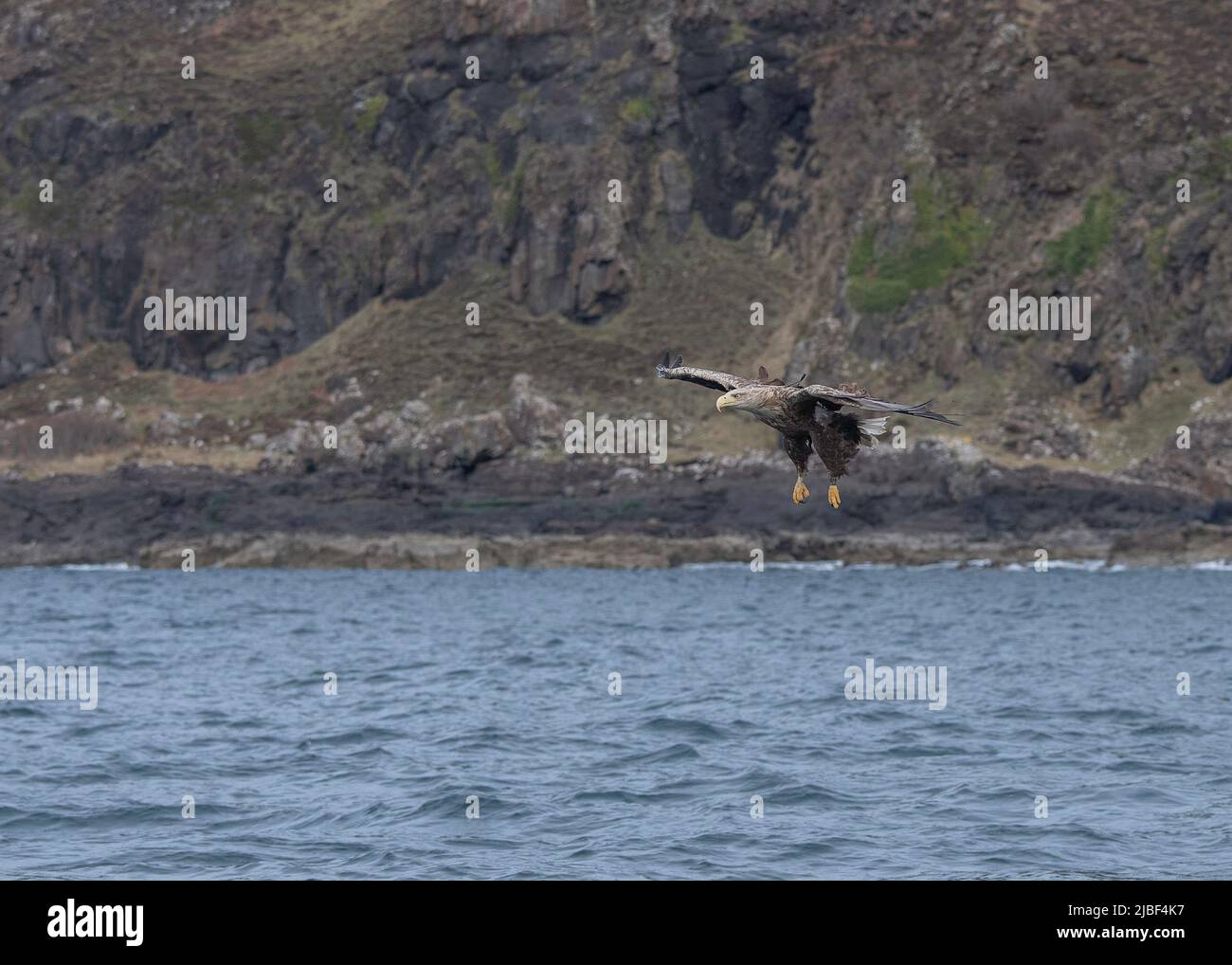 Eagle white-tailed (Haliaeetus albicilla), Loch Tuath, Ulva Ferry, Mull ...
