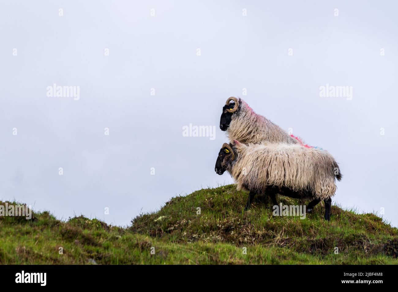 Mayo blackface sheep hi-res stock photography and images - Alamy