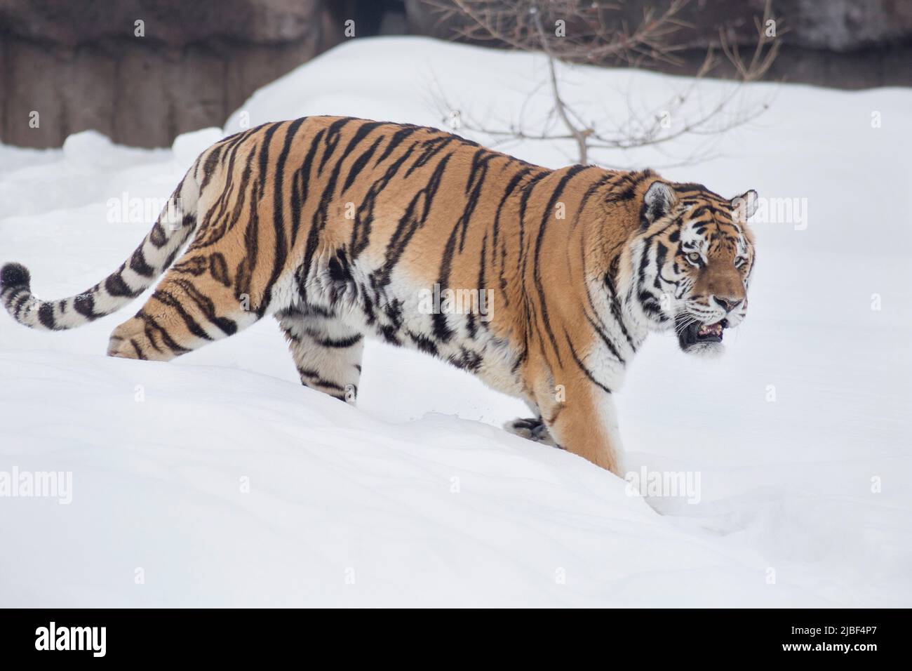 Wild siberian tiger is walking on a white snow and looking away. Amur ...