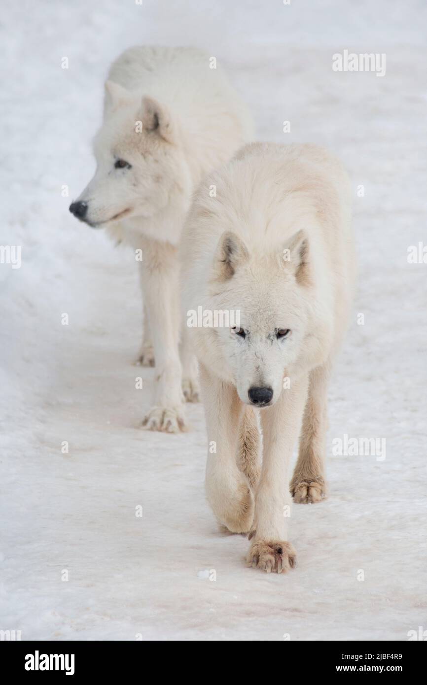 Two angry polar wolves are walking on a white snow. Canis lupus arctos ...