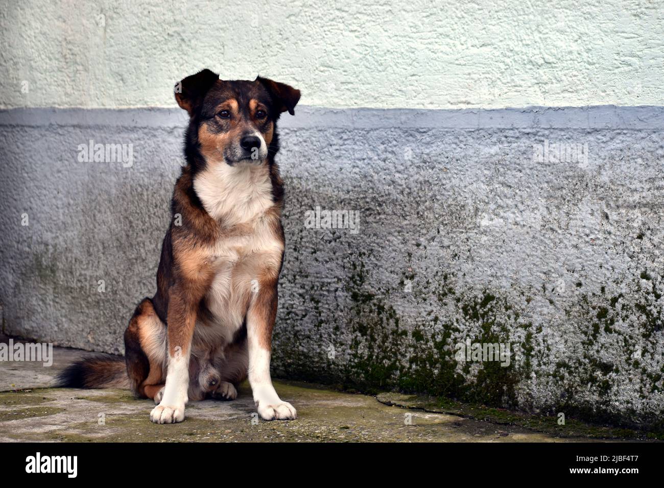 Lone dog sitting and waiting outside for his owner against an old ...