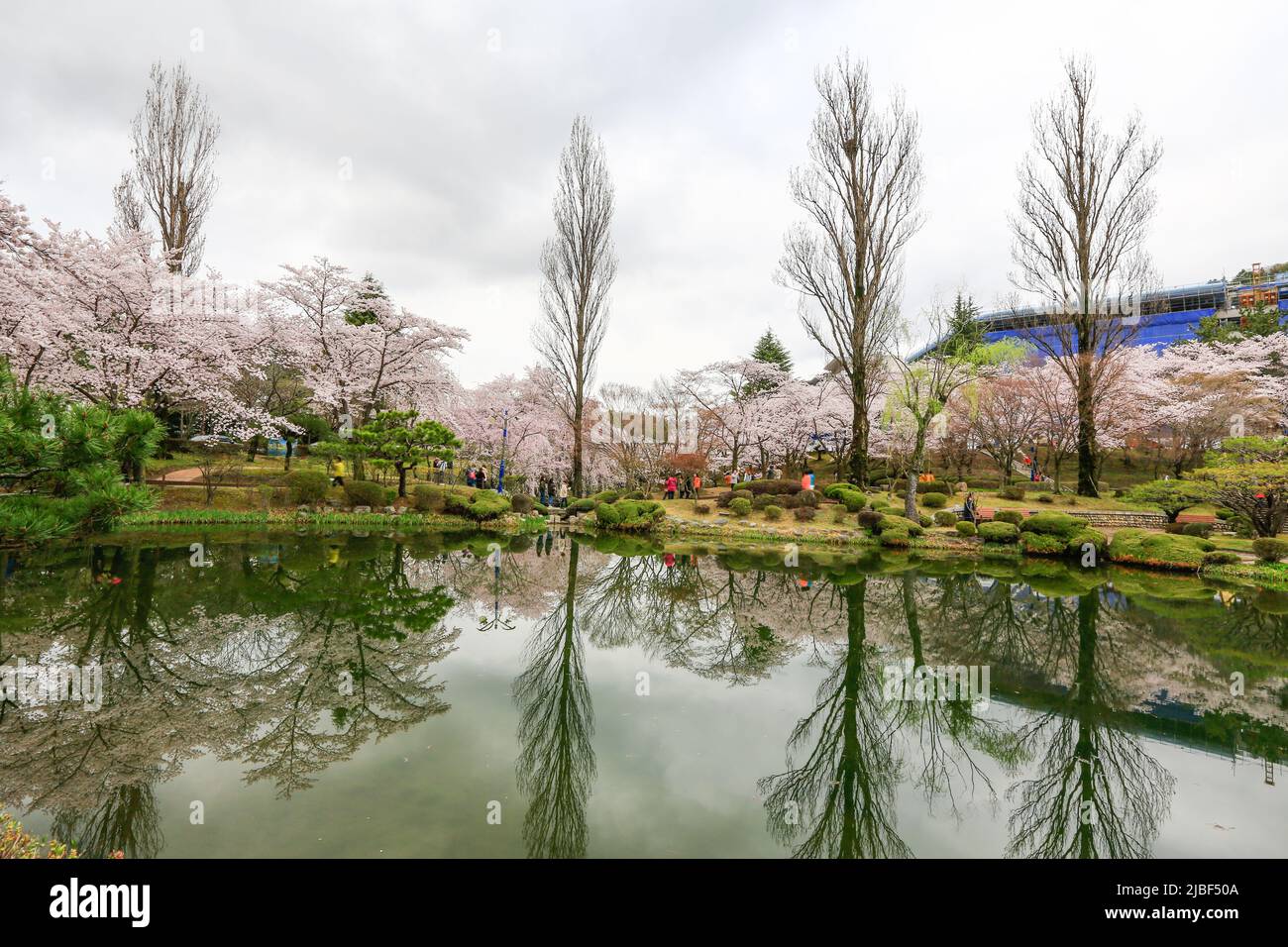 The spring scenery of Gyeongju Bomunjeong with white cherry blossoms in ...