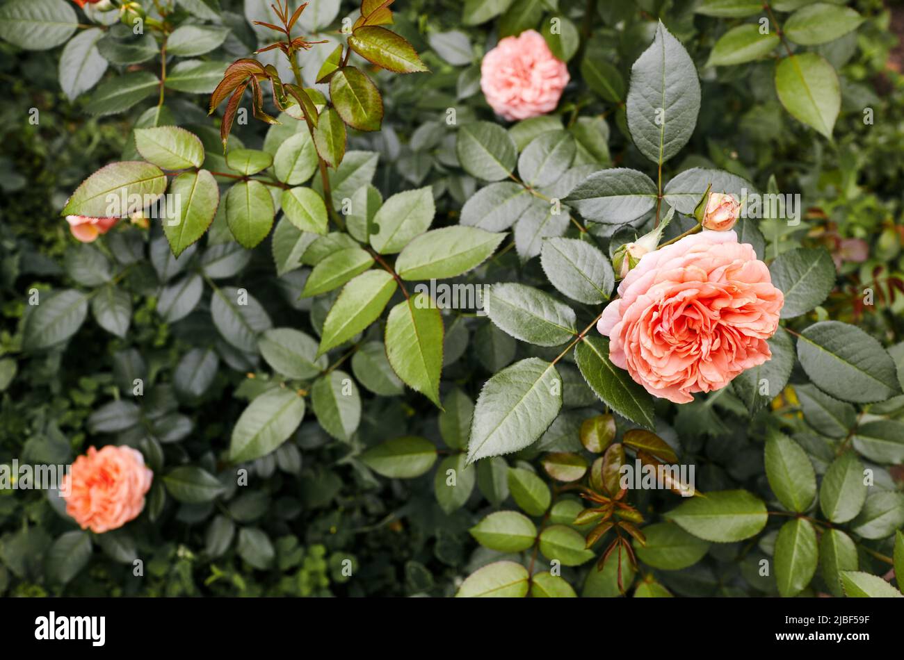 Pink rose in the garden. A bush of beautiful rose in summer light ...