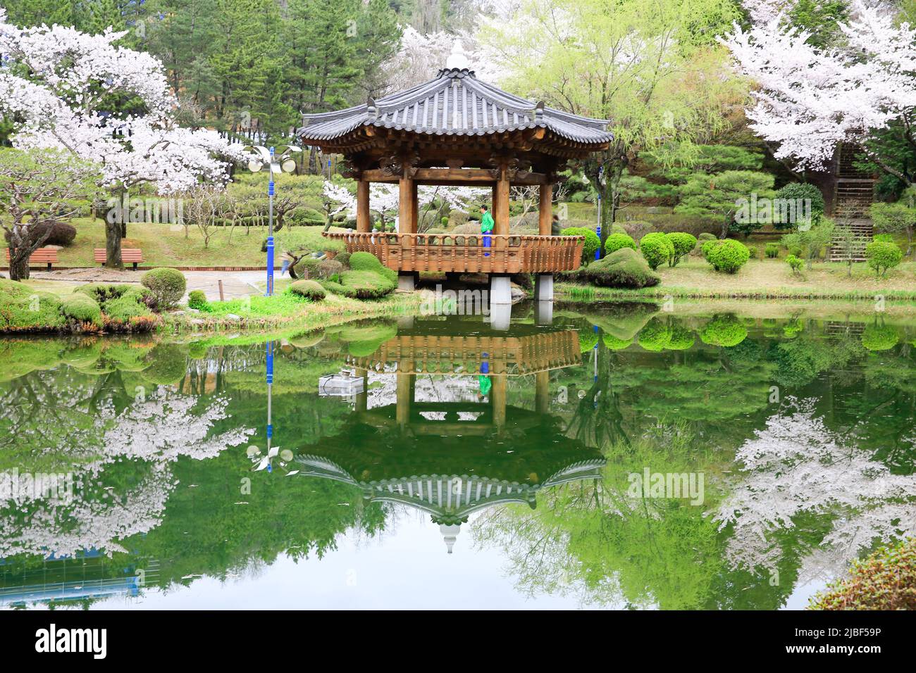 The spring scenery of Gyeongju Bomunjeong with white cherry blossoms in ...