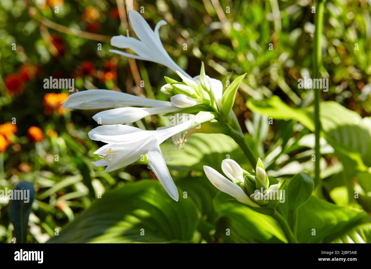 Flowering hostas hi-res stock photography and images - Alamy