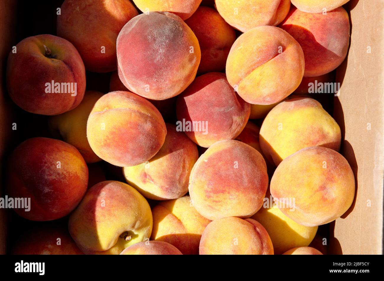 Fresh ripe peaches as background from orchard, top view. Peaches in a ...