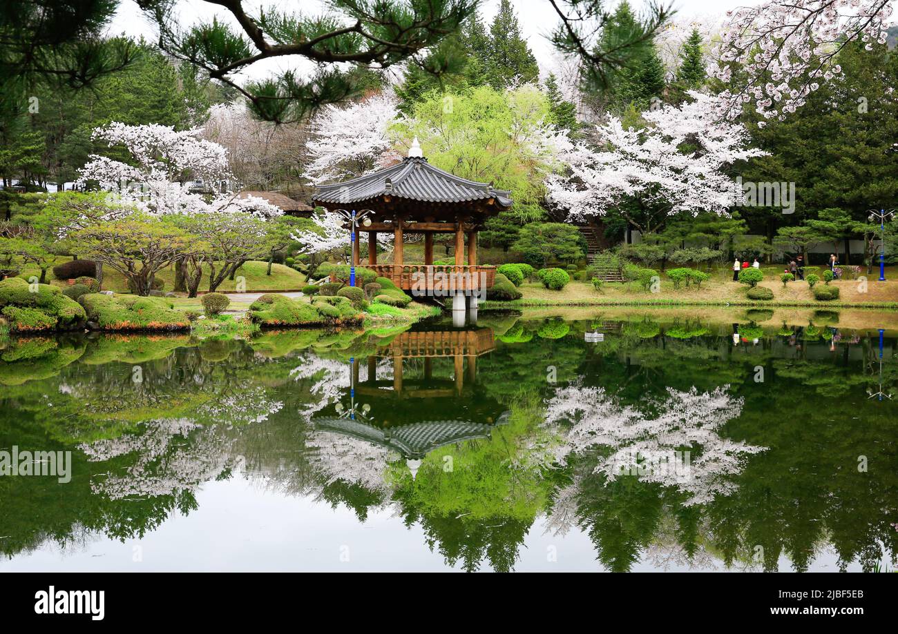 The spring scenery of Gyeongju Bomunjeong with white cherry blossoms in ...