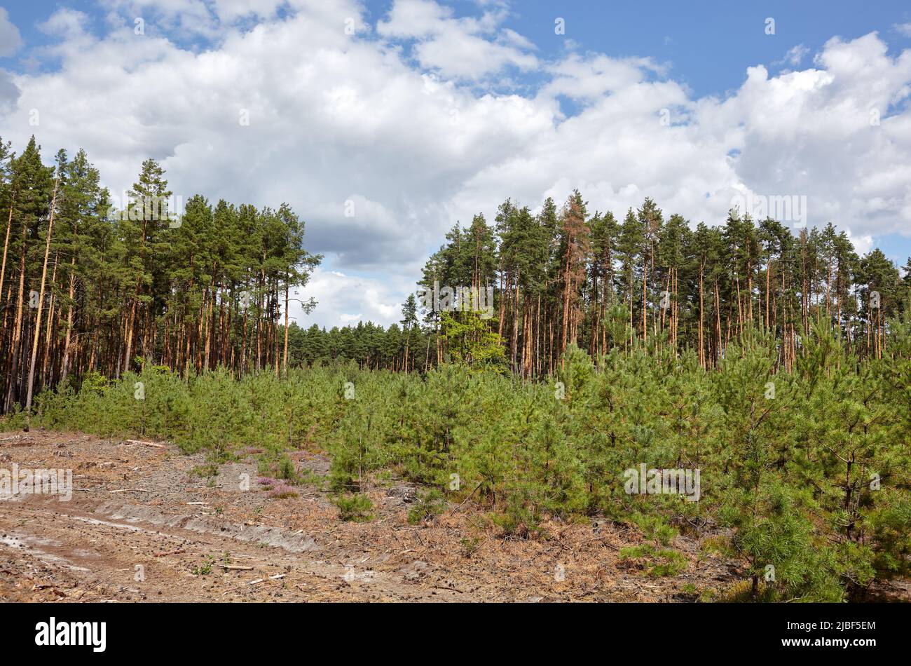 Dense pine forest against the sky and meadows. Beautiful landscape of a ...