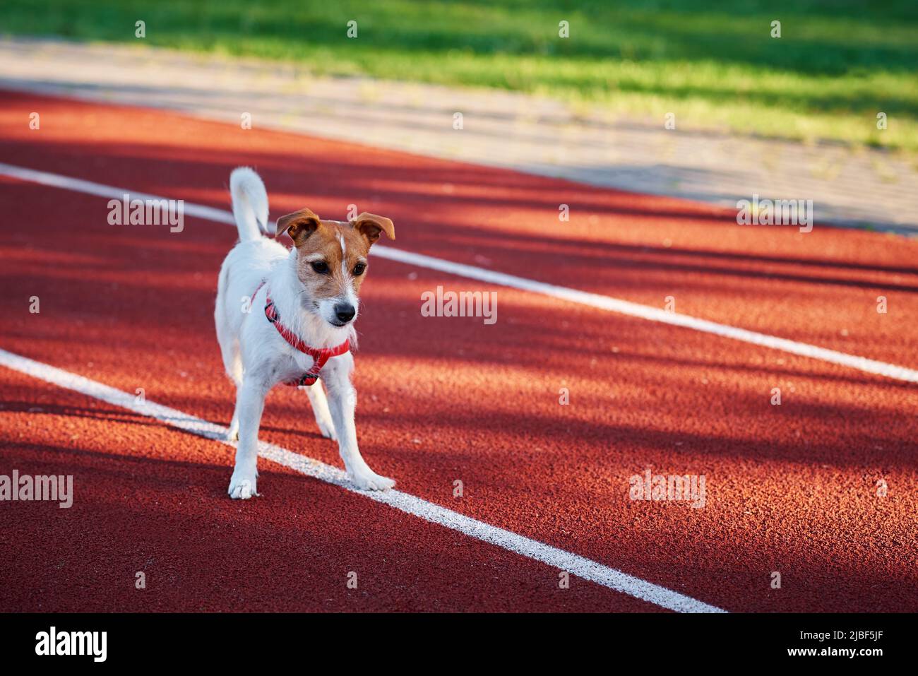 Dog walking on running track at stadium in summer day, Pet portrait ...