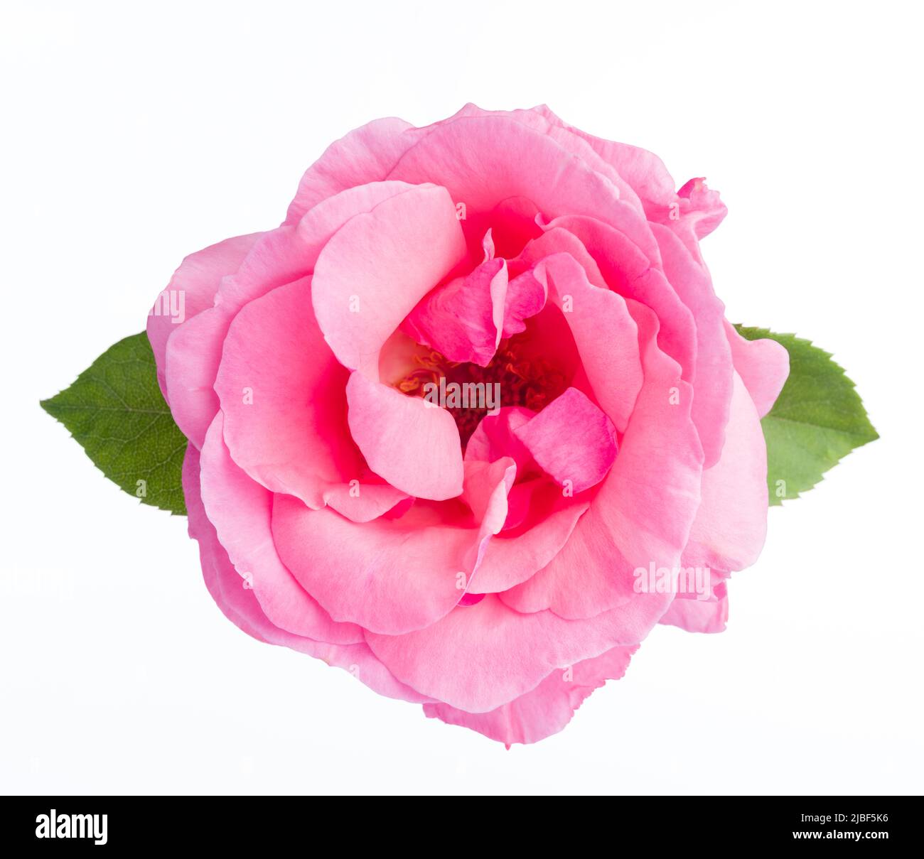 Pinky rose isolated on the white background Stock Photo - Alamy