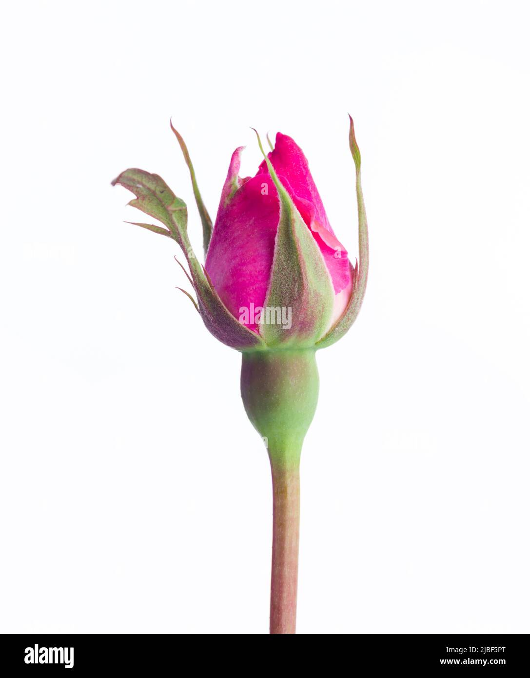 Blooming of pink rose flower on white background. Beautiful pink rose ...