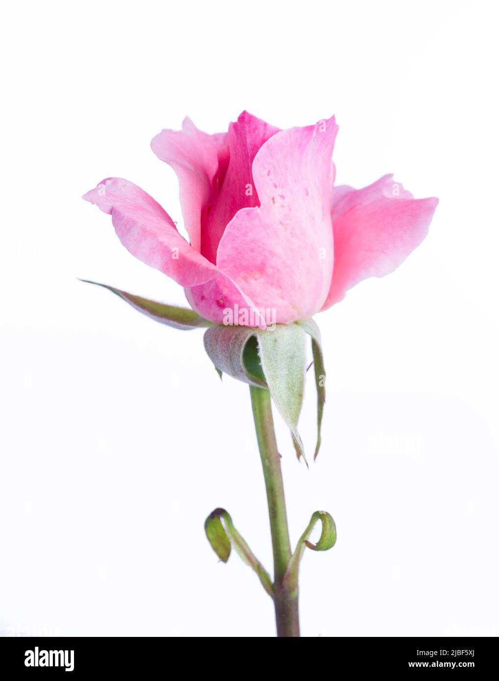 Blooming of pink rose flower on white background. Beautiful pink rose ...