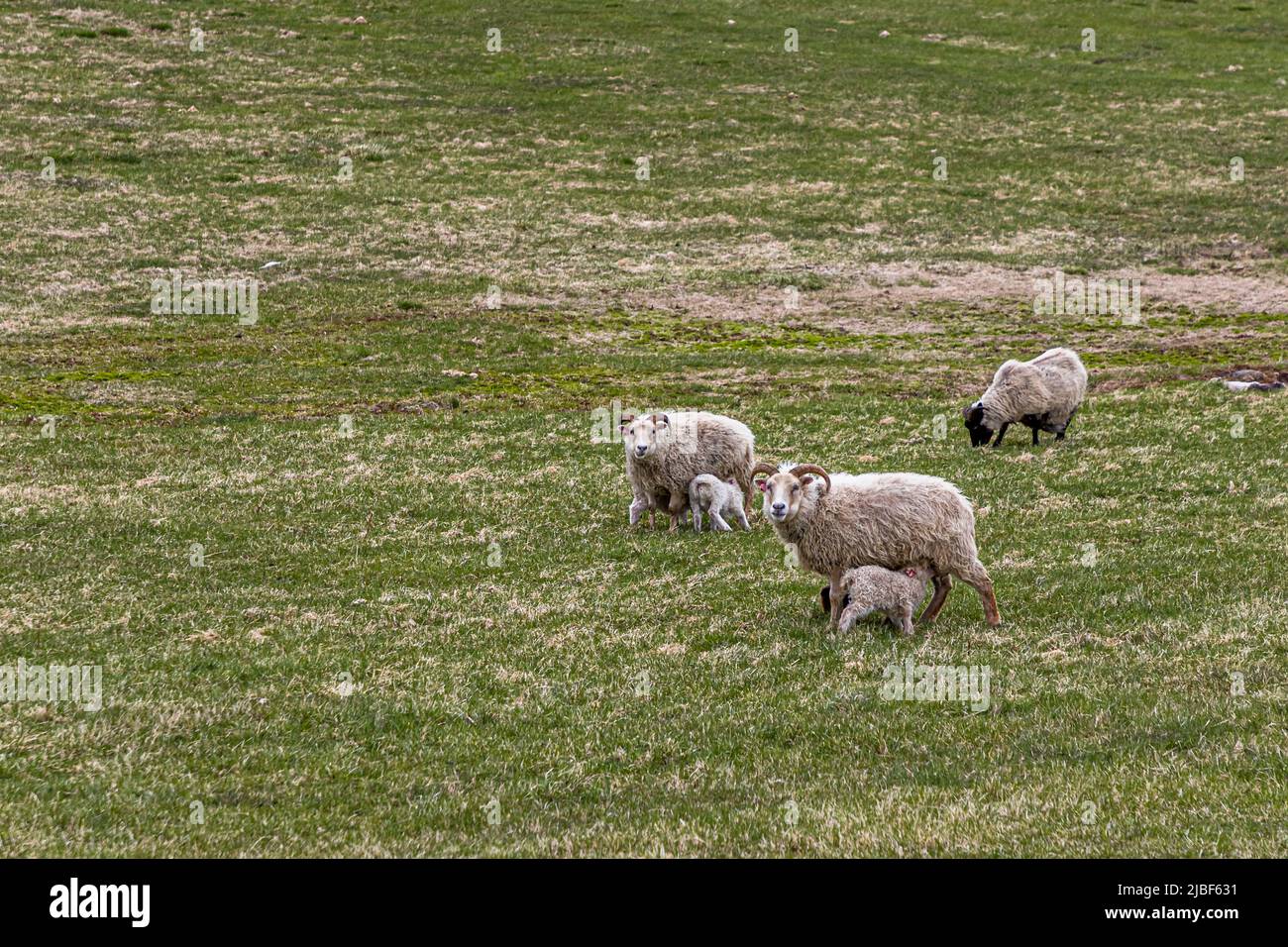Plain back allowed hi-res stock photography and images - Alamy