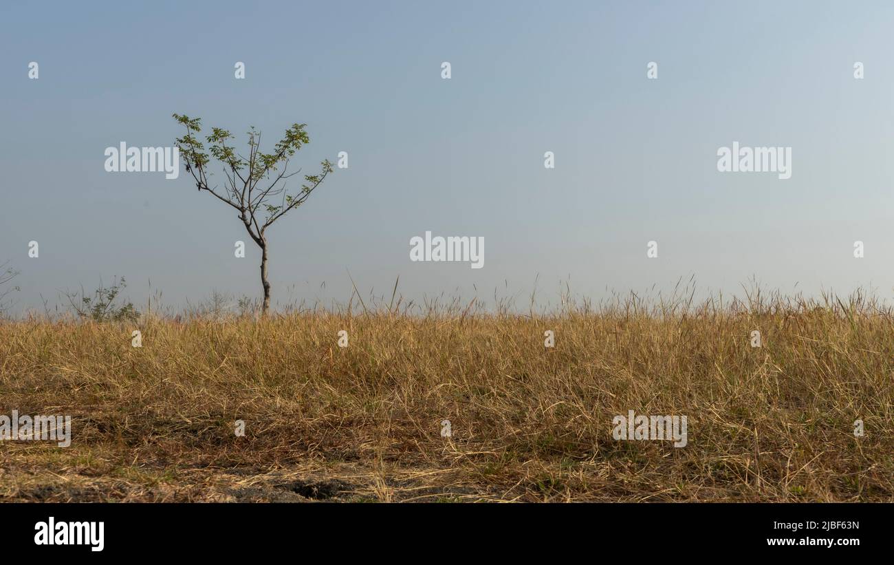 Nature background wallpaper of grass with tree Stock Photo - Alamy