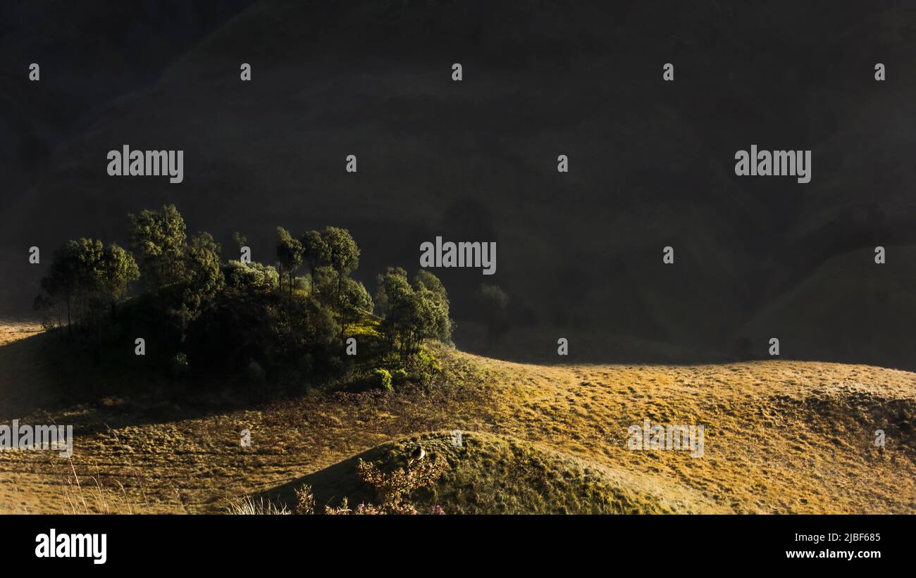 Trees with sunlight in the morning of Bromo Tengger Semeru National ...