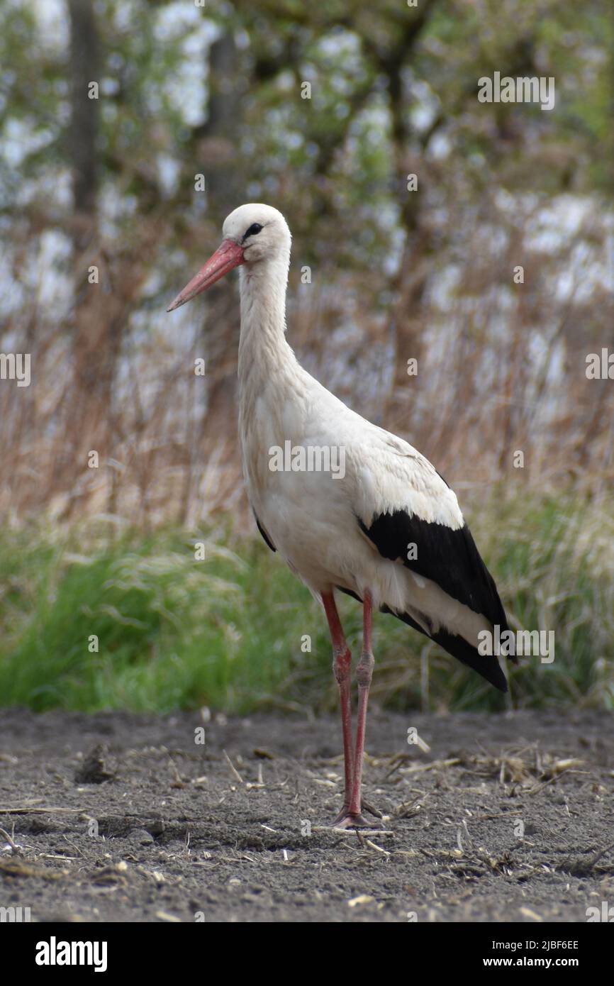 White stork walking in a field Stock Photo - Alamy