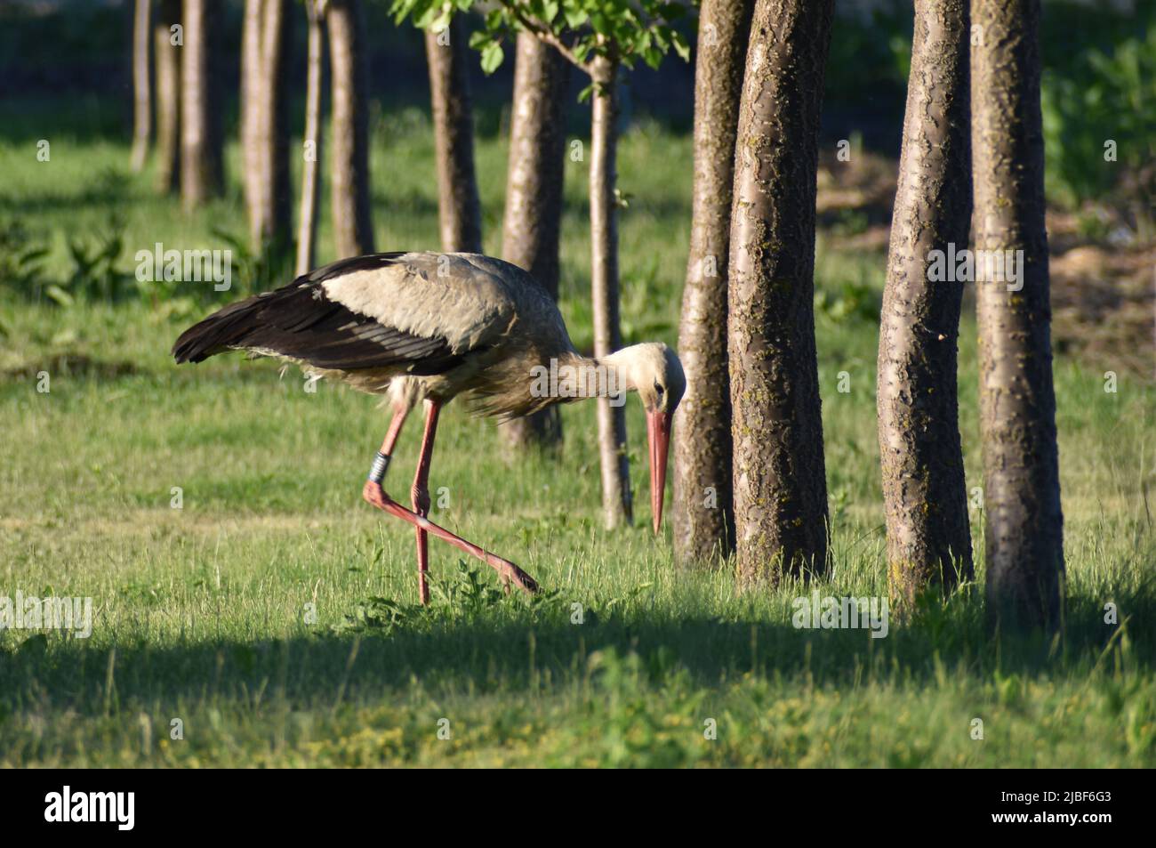 Row of stork hi-res stock photography and images - Alamy