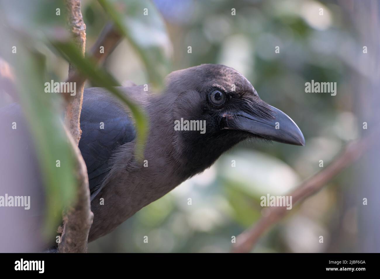 Indian Grey Neck Crow sitting on a tree brunch. Day light. Close up ...