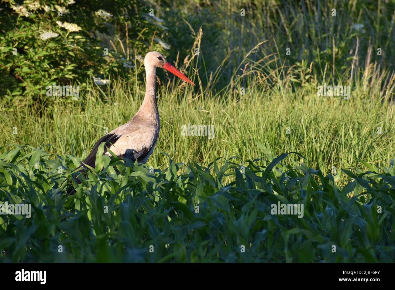 White stork open beak hi-res stock photography and images - Alamy