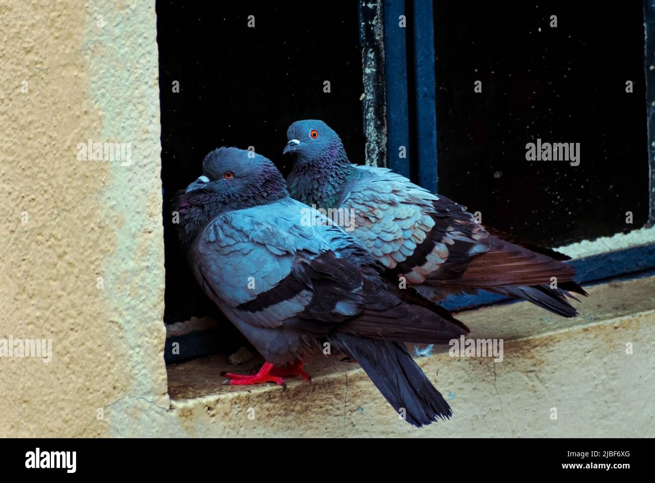 Love Birds - two pigeons sitting on a window niche. Selective focus ...