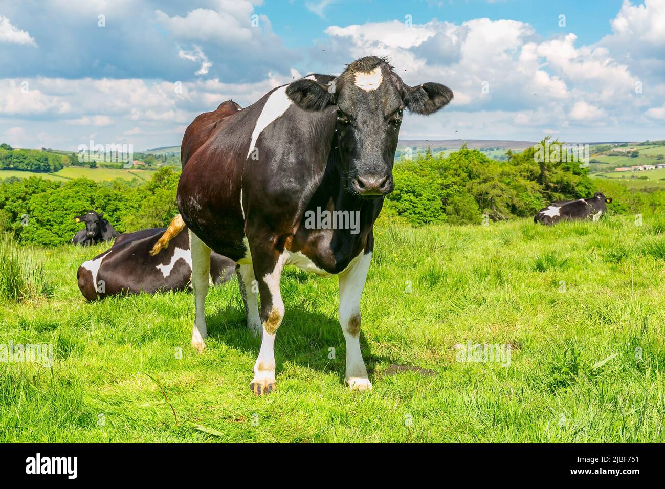 Forward facing cow hi-res stock photography and images - Alamy