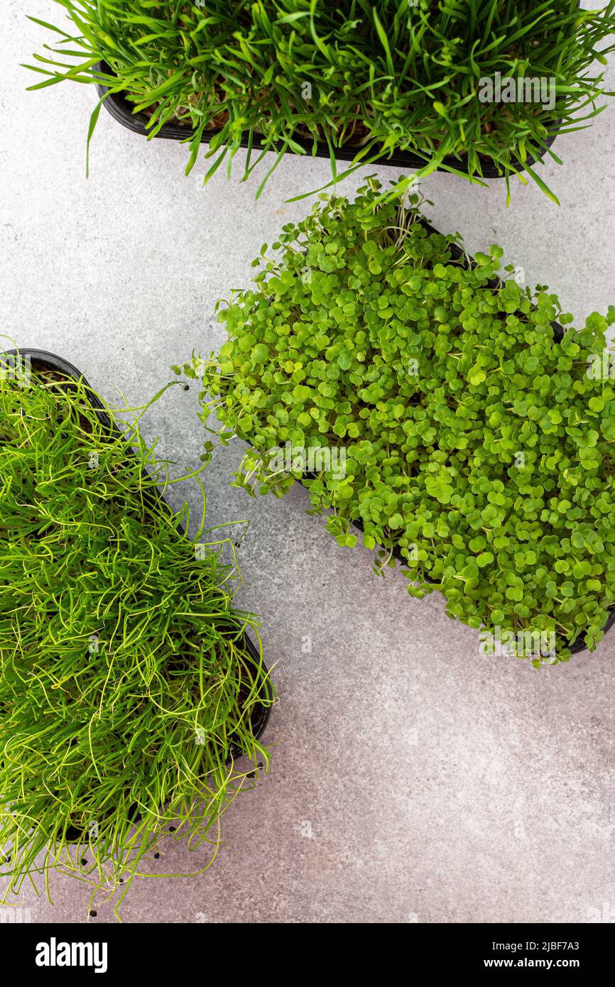 Vegetable greens of arugula and chives and wheat, useful microgreen ...