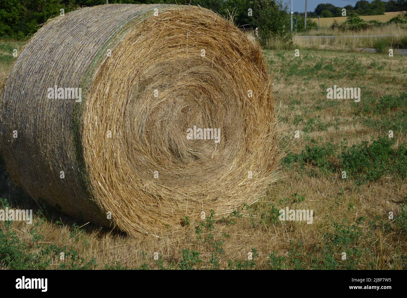 Hay roll in the field Stock Photo - Alamy