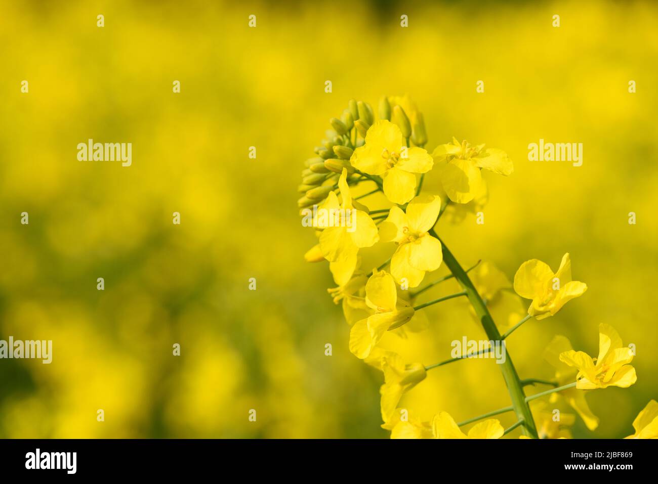 Closeup of blooming canola rapeseed plant on field at spring Stock ...