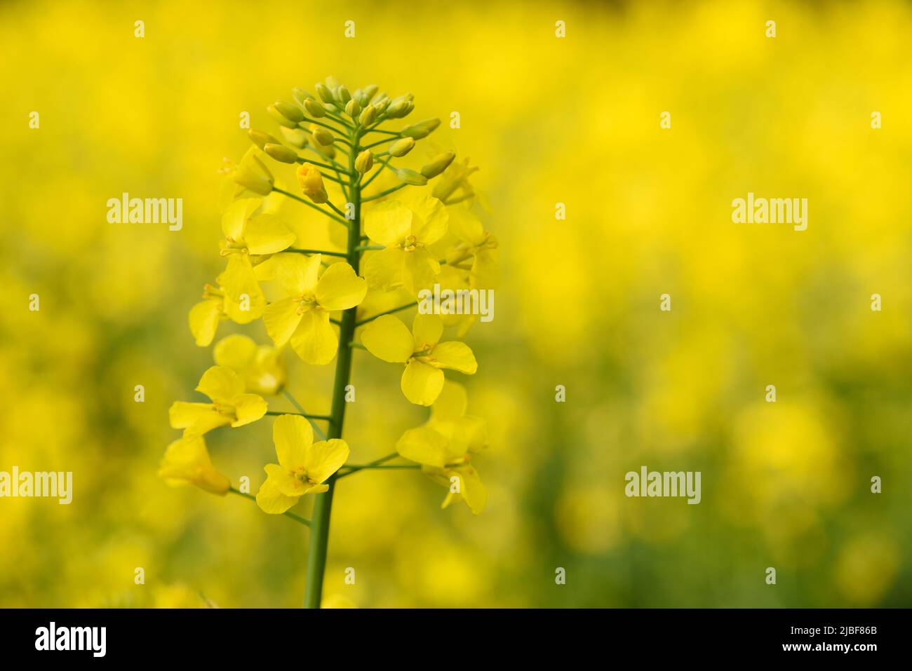 Closeup of blooming yellow canola rapeseed plant on farm field at ...