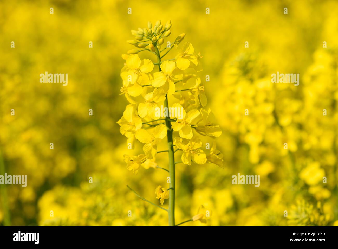 Blooming yellow canola rapeseed plant on field at spring Stock Photo - Alamy
