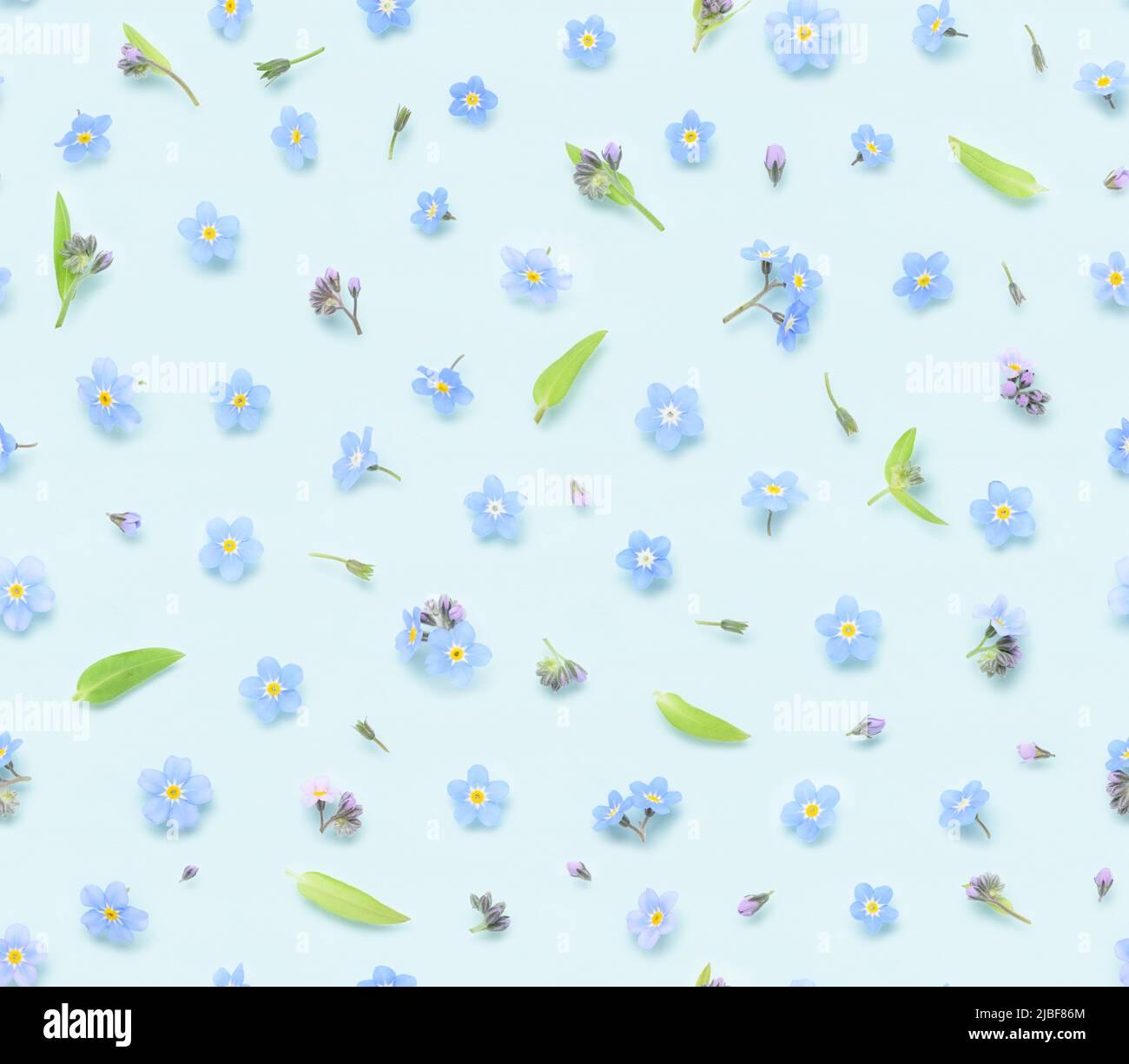 Seamless floral pattern of spring forget-me-not flowers buds and leaves ...