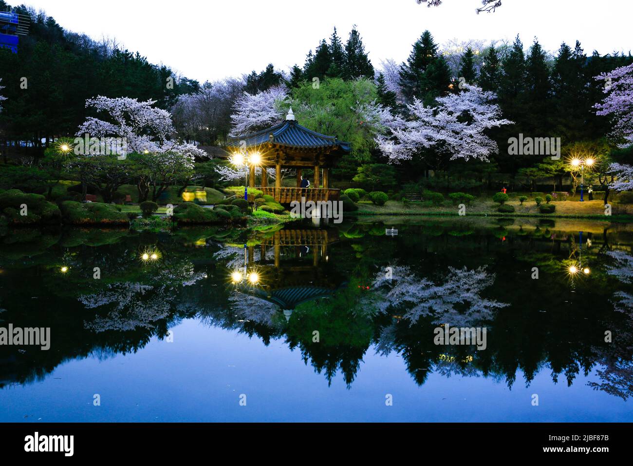 A night view of Gyeongju Bomunjeong Pavilion in full bloom Stock Photo ...