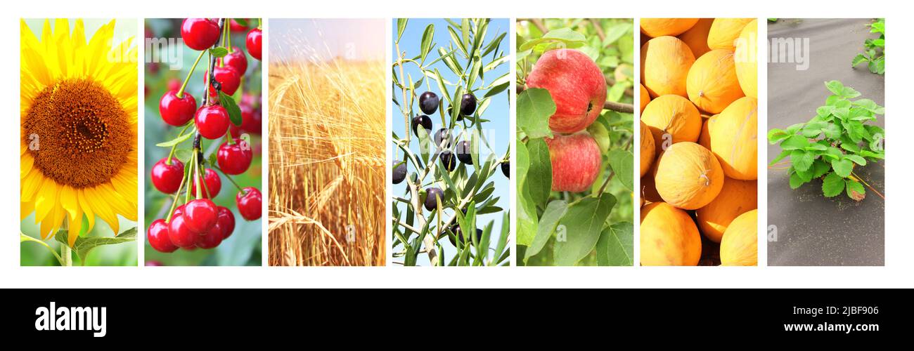 Agricultural collage hi-res stock photography and images - Alamy