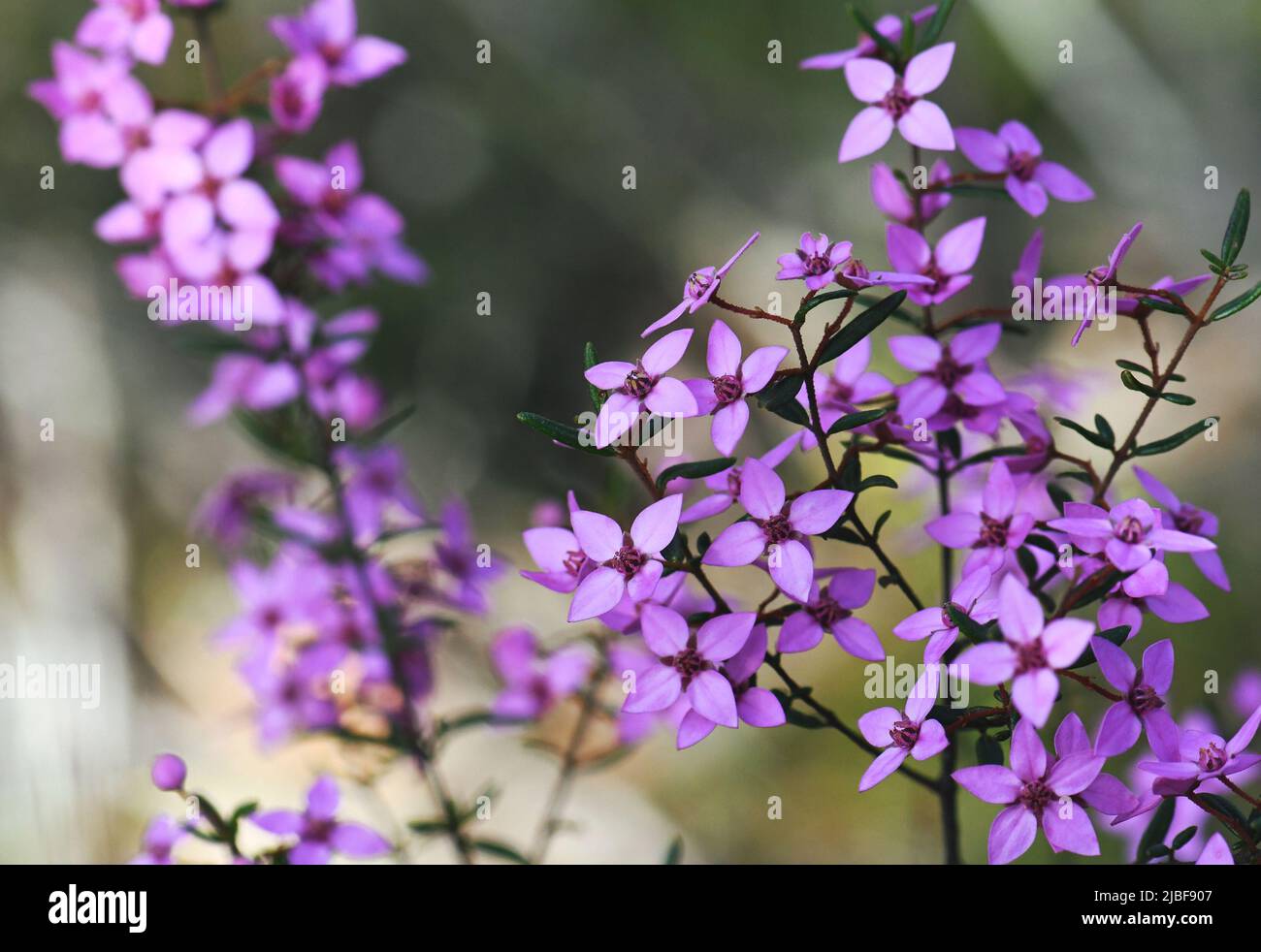 Pink flowers of the Australian native Boronia ledifolia, family ...