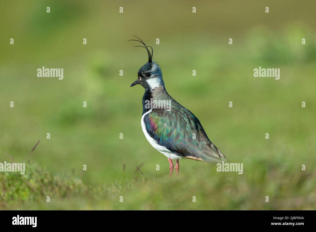 Lapwing in Summer, with beautiful plumage and crest, facing left in ...