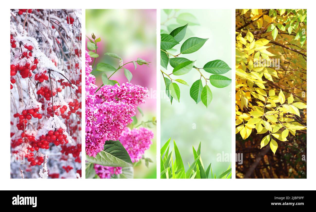 Four seasons of year. Set of vertical nature banners with winter, spring, summer and autumn ...