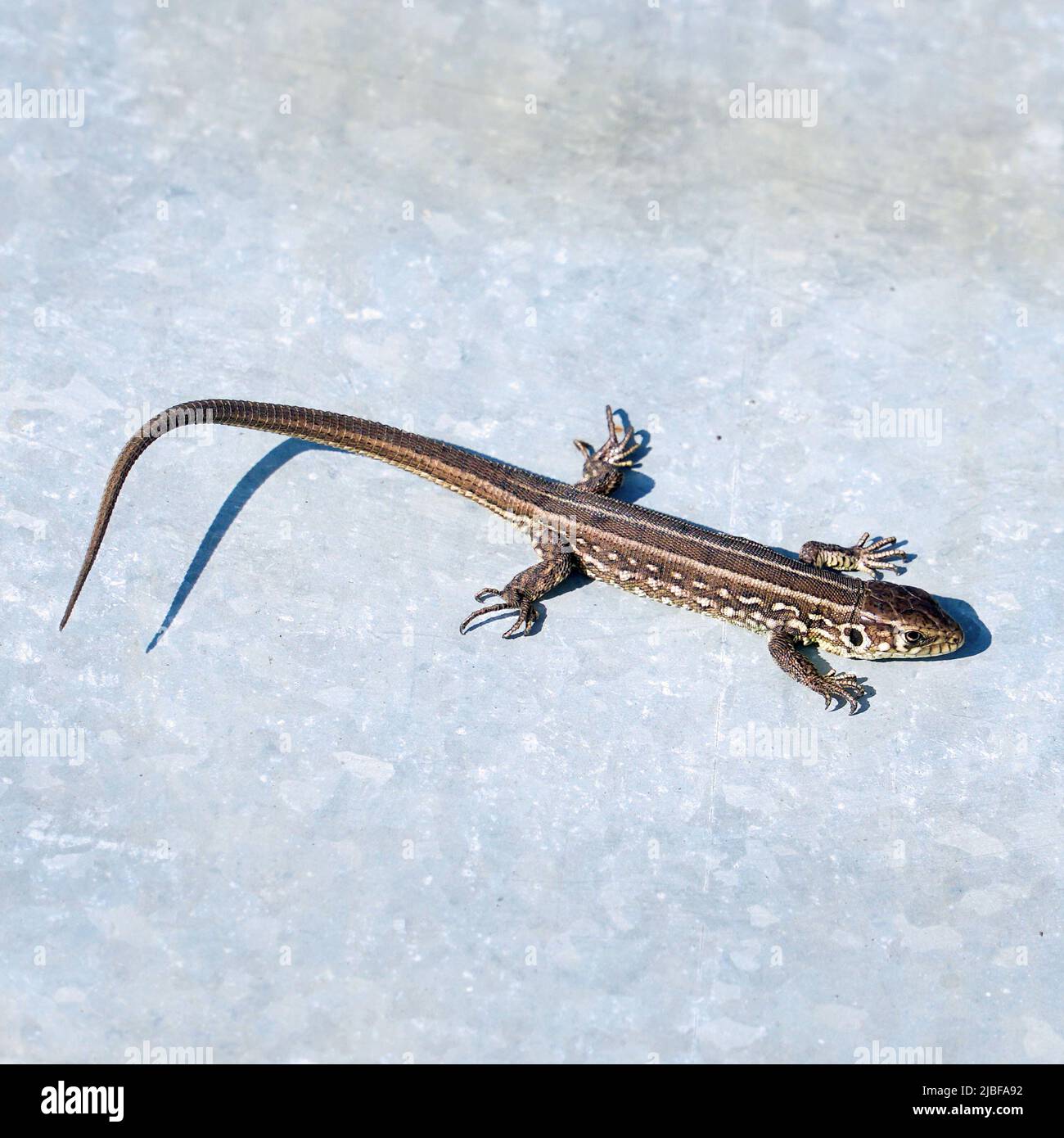 A gray lizard basks in the sun on a sheet of iron Stock Photo - Alamy